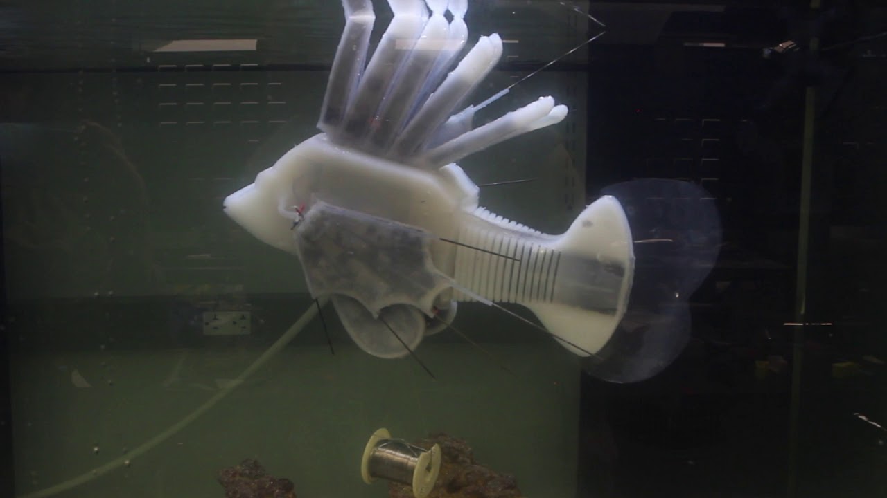 Meet The Robotic Fish WIth A Circulation System - My TechDecisions